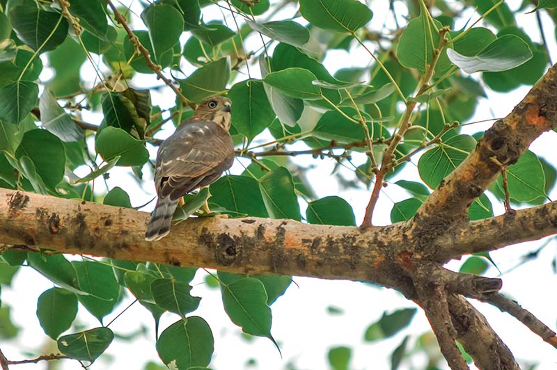 Backyard Birding: Dwarka Delhi - Backpacking With My Lens