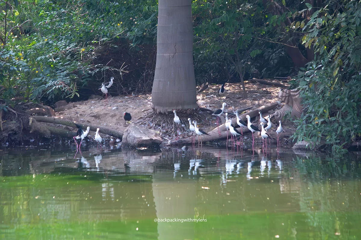 Explore Delhi's Sanjay Van: Everything You Need To Know