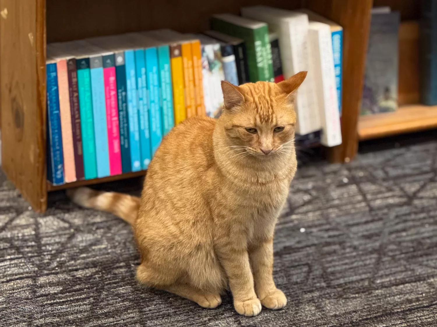 A Purr-fect Day in Seattle: Cat Cafés & Bookstores You’ll Love